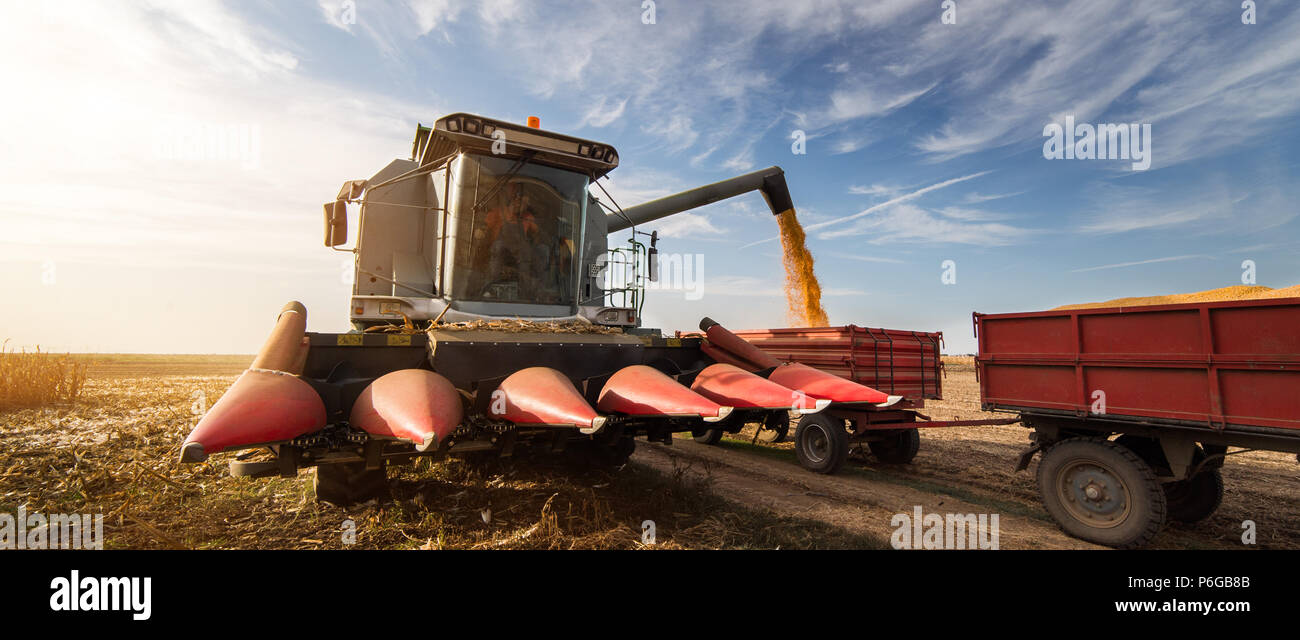 Pouring corn grain into tractor trailer after harvest Stock Photo - Alamy