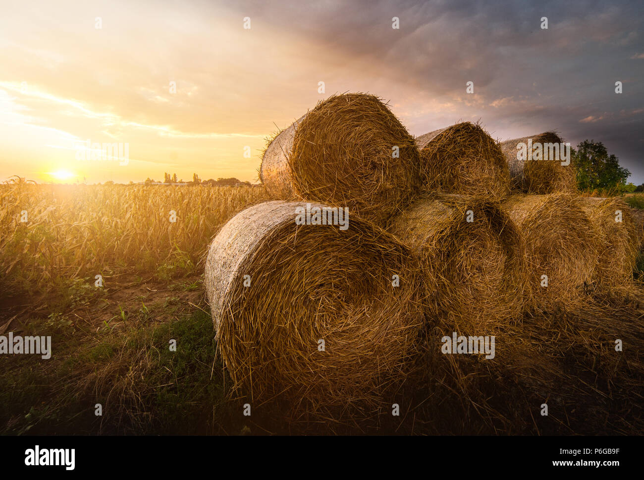 Many bales wheat straw rolls hi-res stock photography and images - Alamy