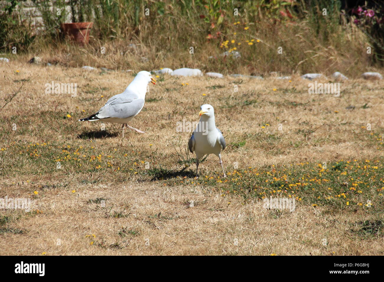 Long lived species hi-res stock photography and images - Alamy