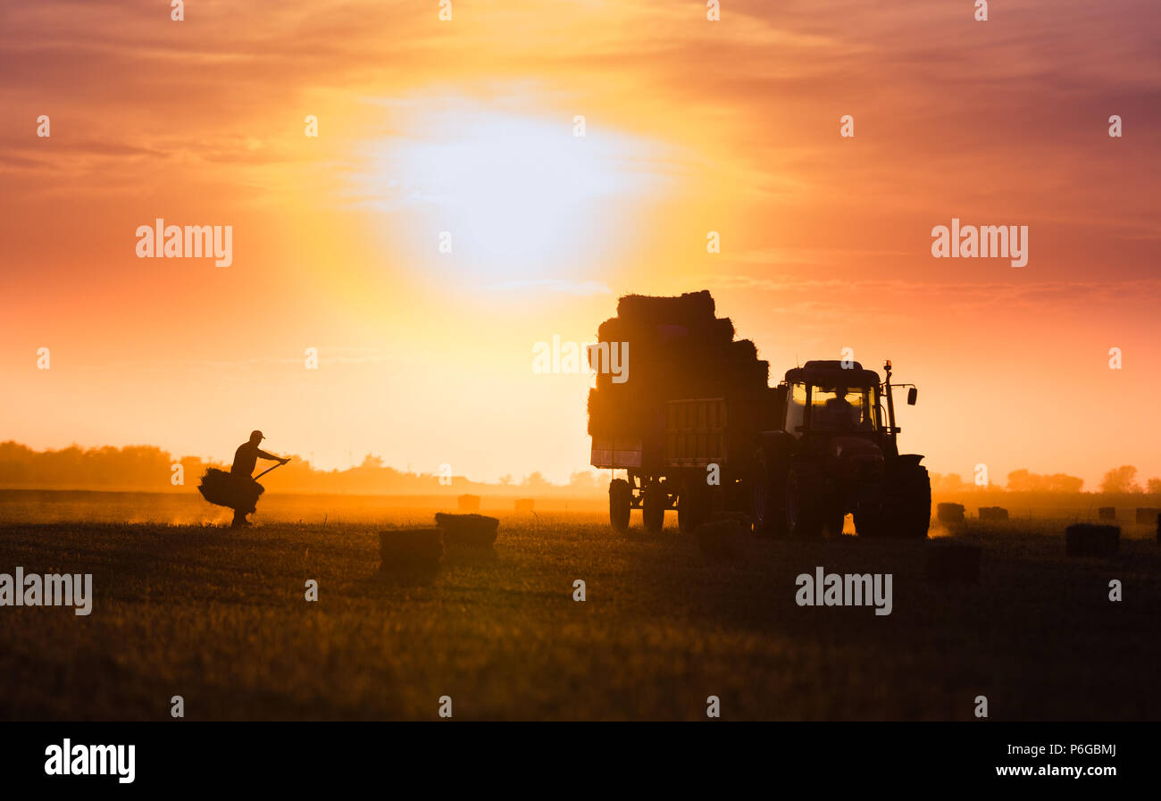 Farmer Throwing Hay Bale High Resolution Stock Photography and Images ...