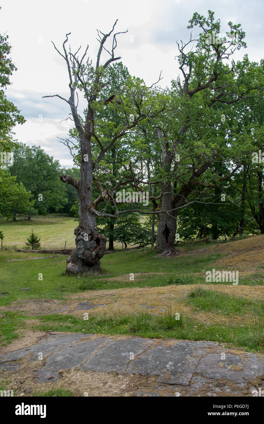 two old oaks standing in a nature reserve Stock Photo - Alamy