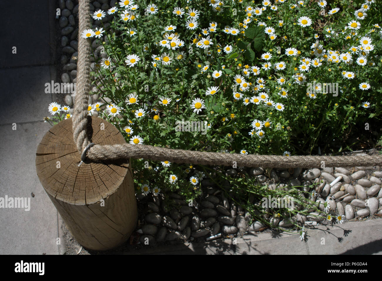 Blooming beautiful colorful natural flowers in view Stock Photo - Alamy