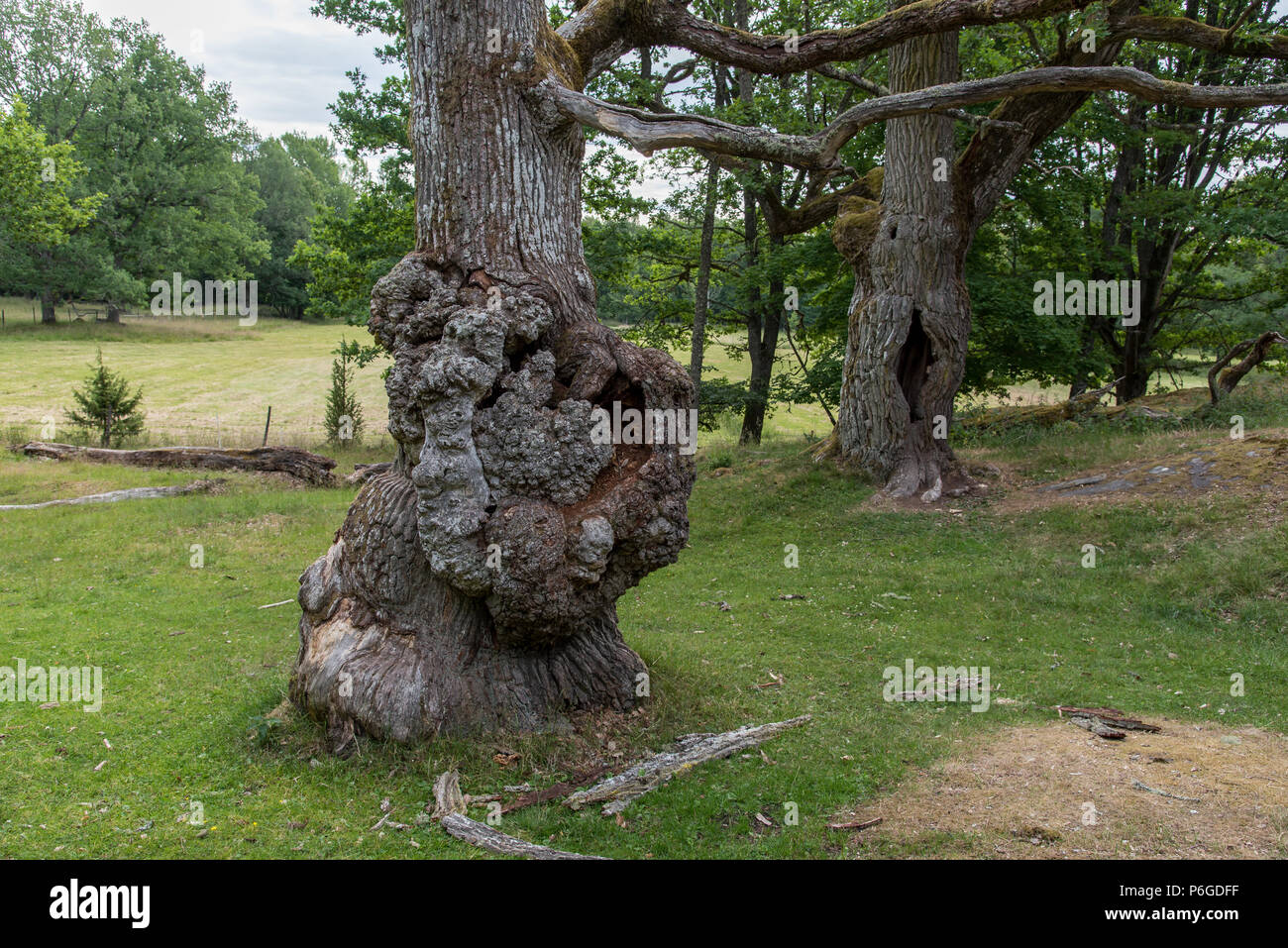 two old oaks standing in a nature reserve Stock Photo - Alamy