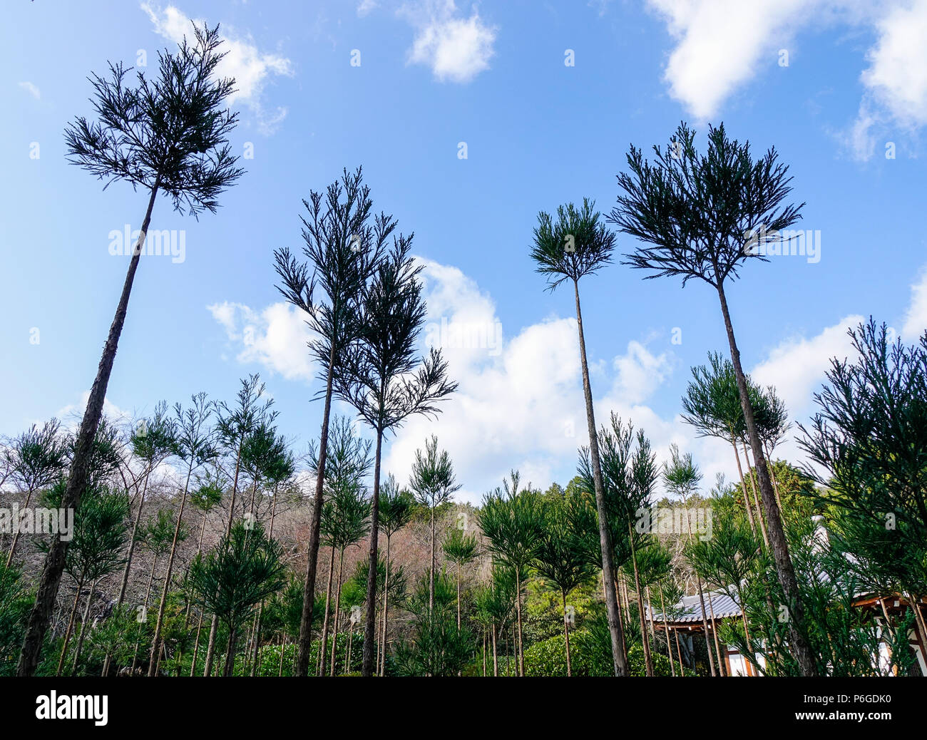 Trees at the garden of ancient temple in Kyoto, Japan Stock Photo - Alamy