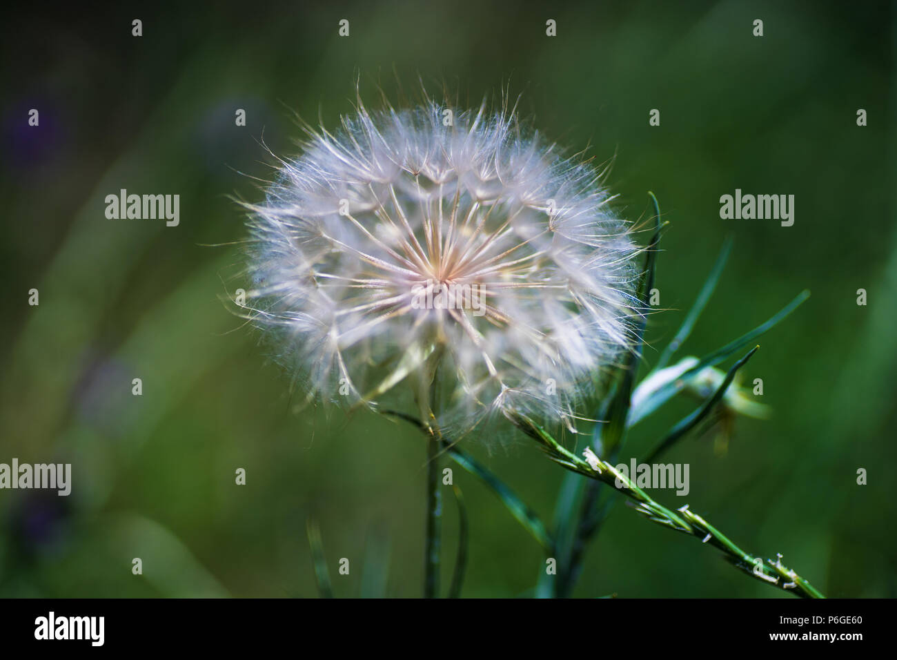 Old dandelion in a field as a natura background with copy space Stock ...