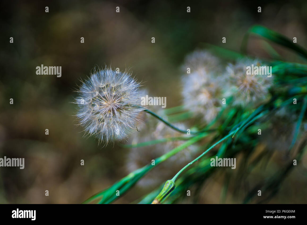 Old dandelion in a field as a natura background with copy space Stock ...