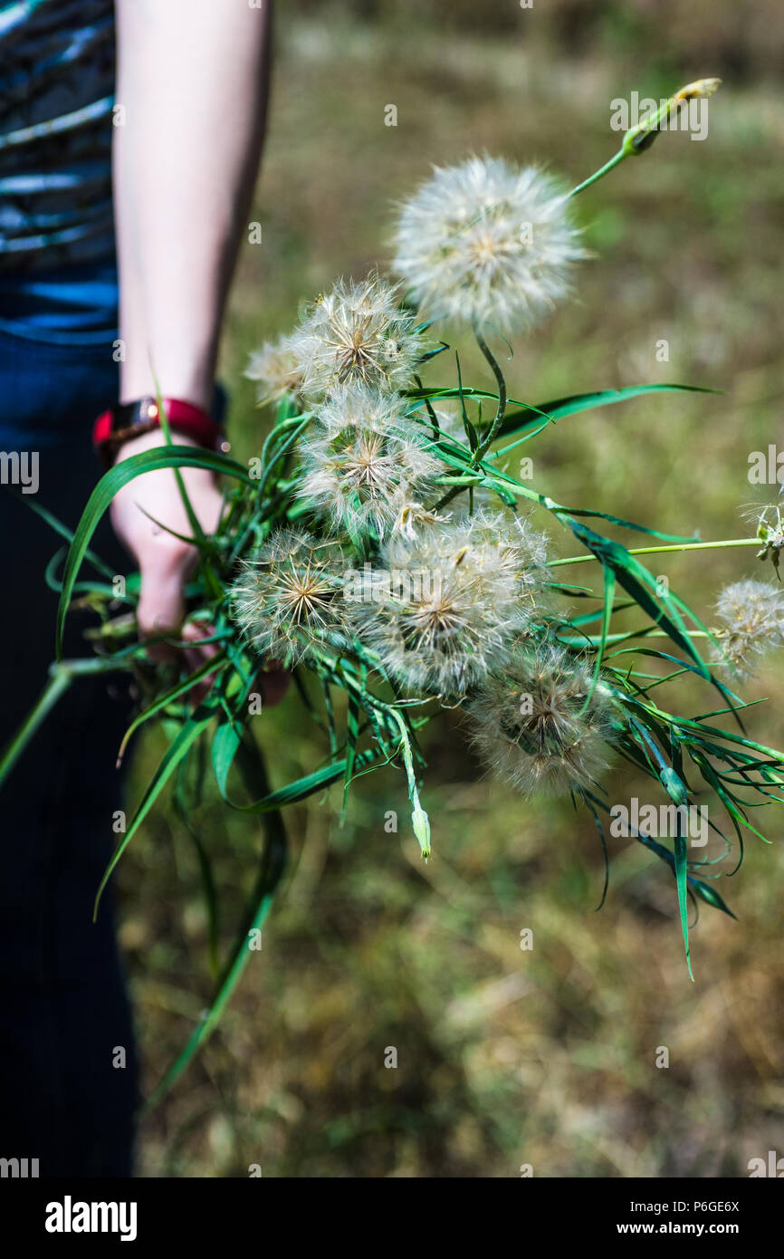 Old dandelion in a field as a natura background with copy space Stock ...