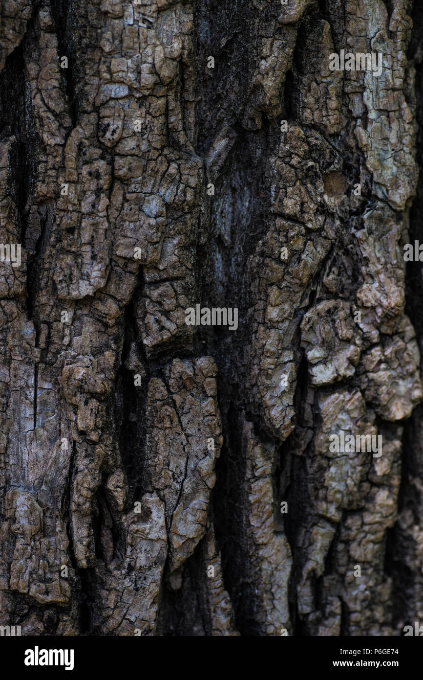 Oak tree trunck closeup as a natural background with copy space Stock ...