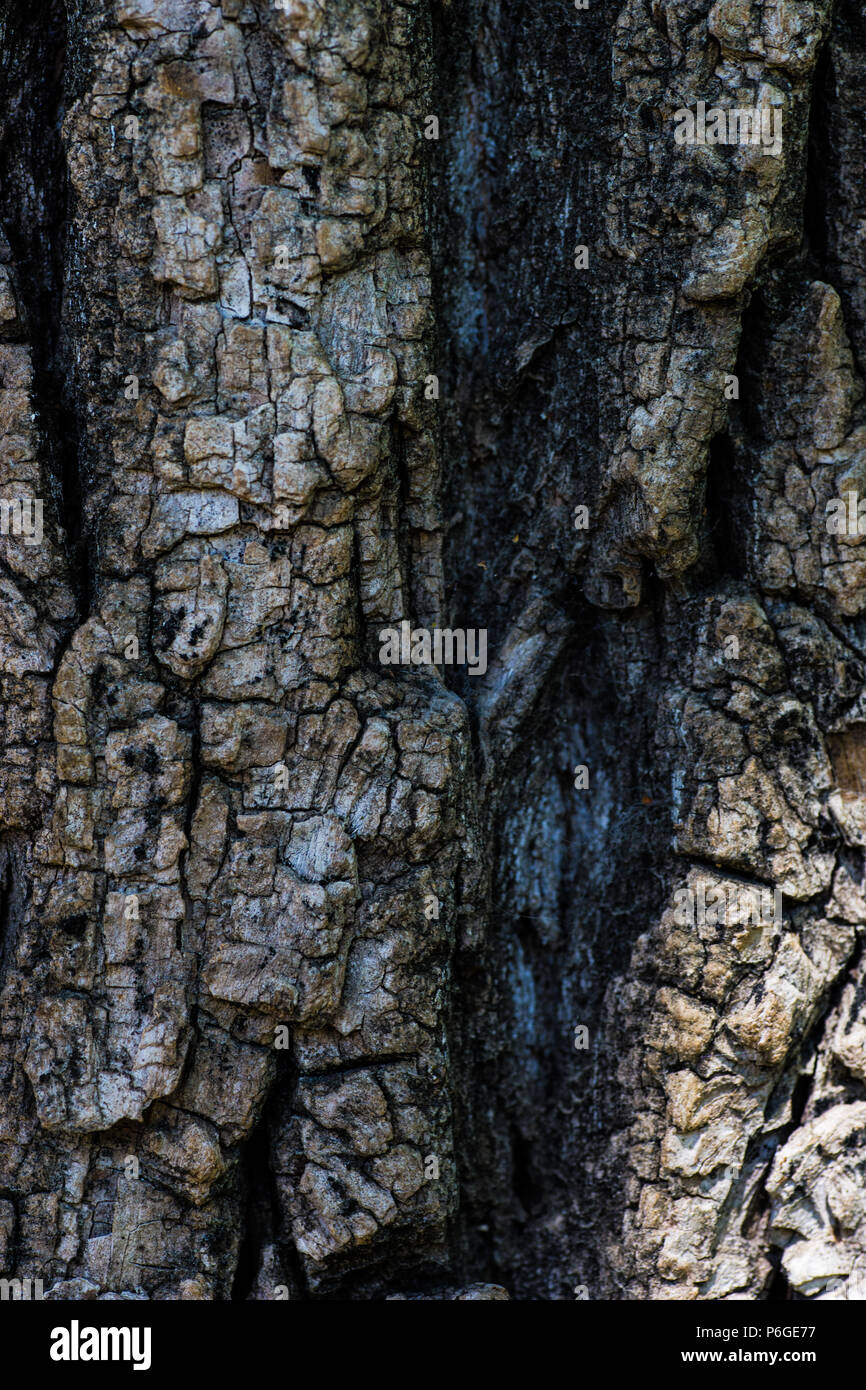 Oak tree trunck closeup as a natural background with copy space Stock ...
