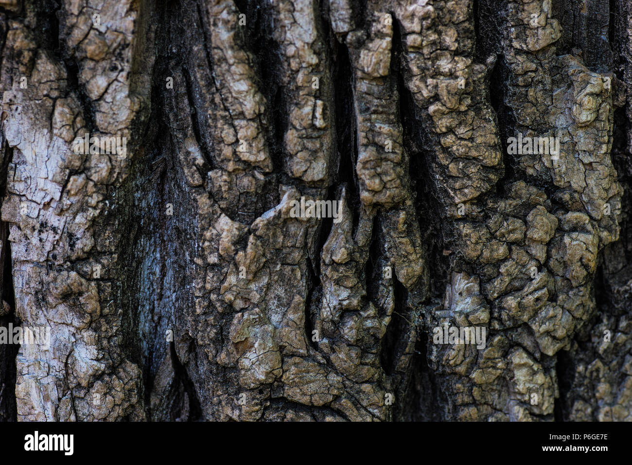 Oak tree trunck closeup as a natural background with copy space Stock ...