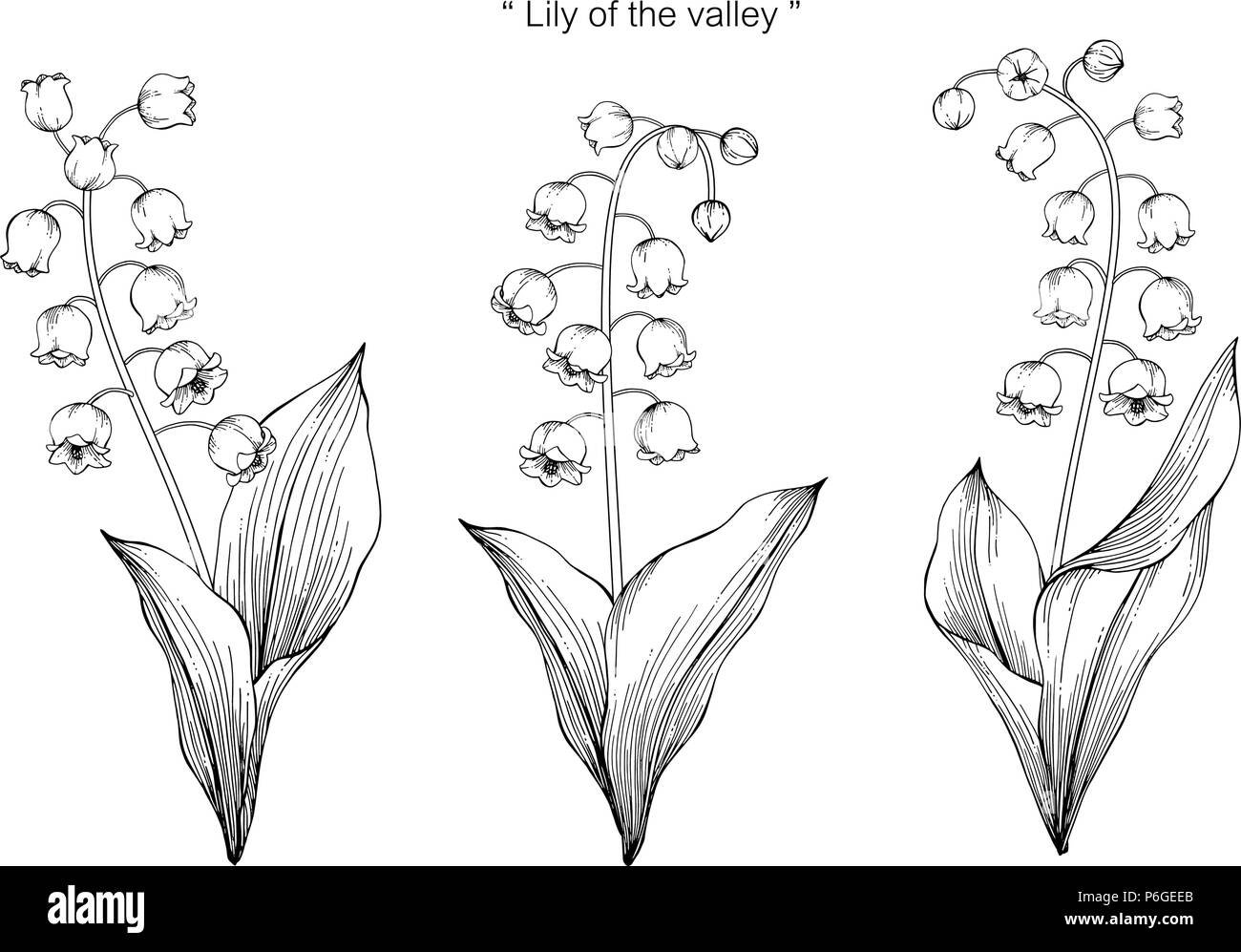 Lily Of The Valley Drawing Hi res Stock Photography And Images Alamy