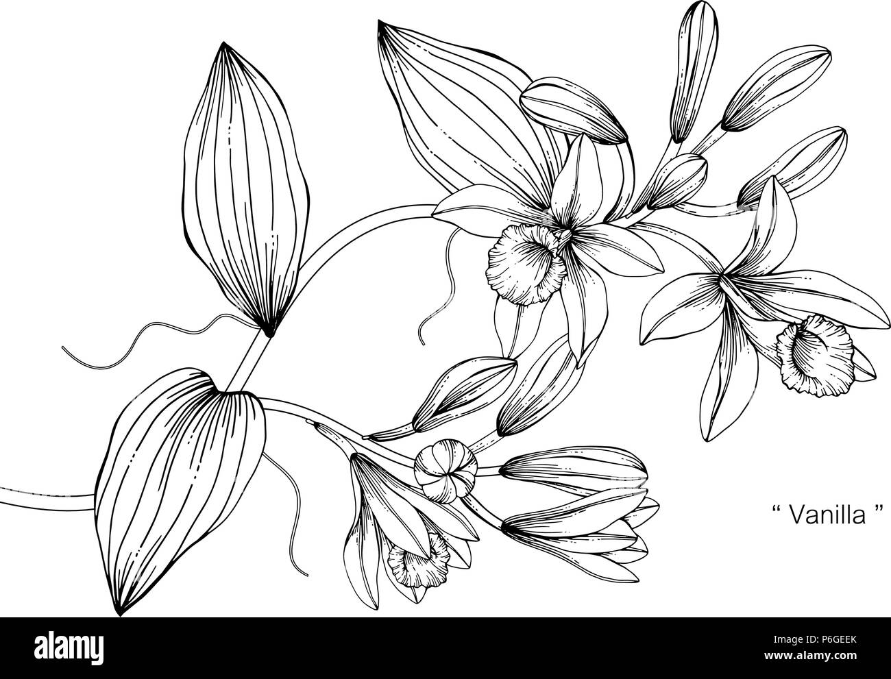 Vanilla flower drawing illustration. Black and white with line art on ...