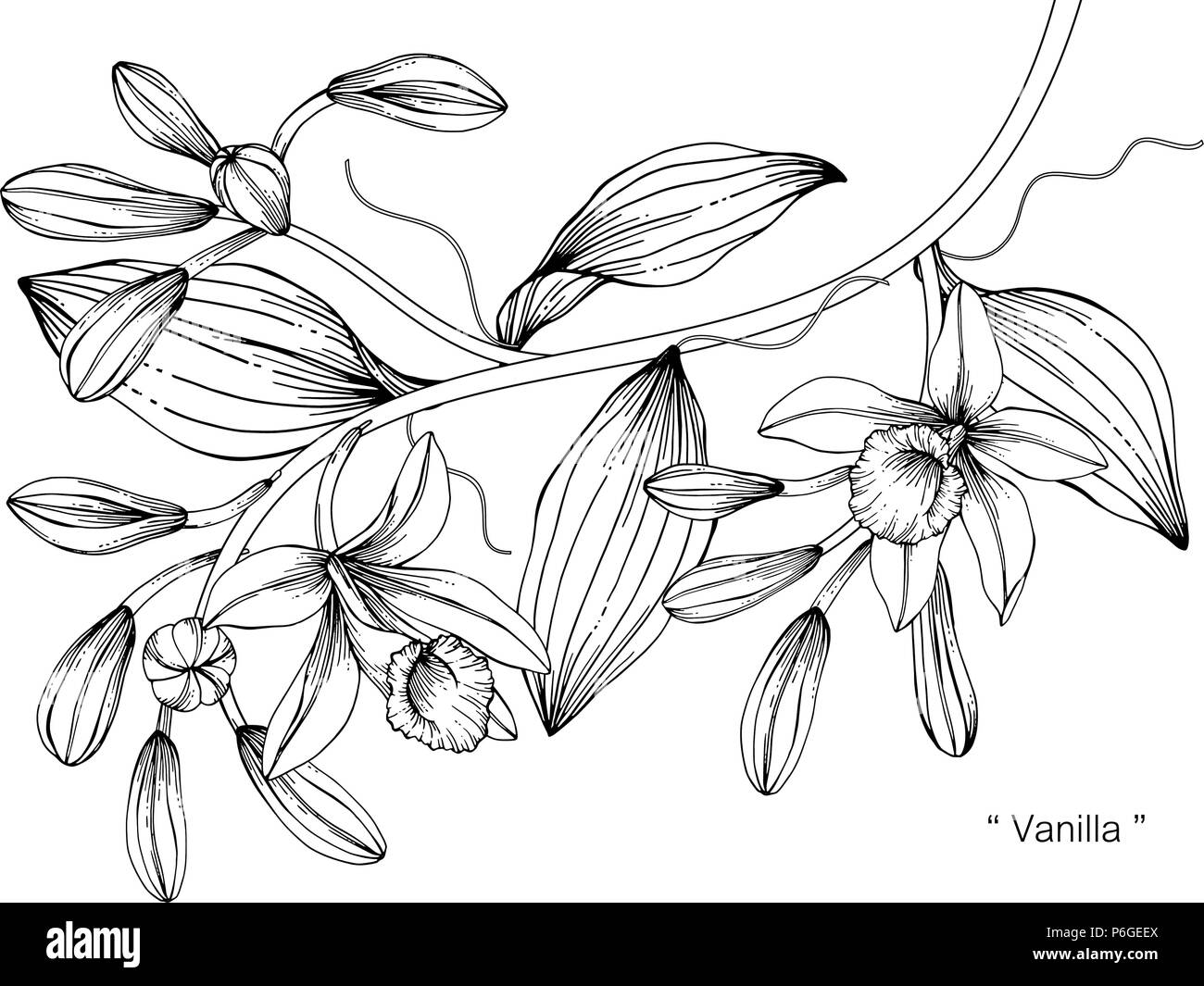 Vanilla flower drawing illustration. Black and white with line art on ...