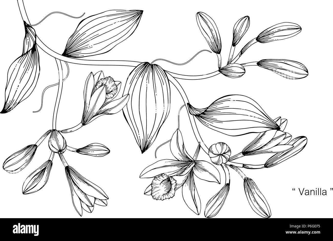 Vanilla flower drawing illustration. Black and white with line art on ...
