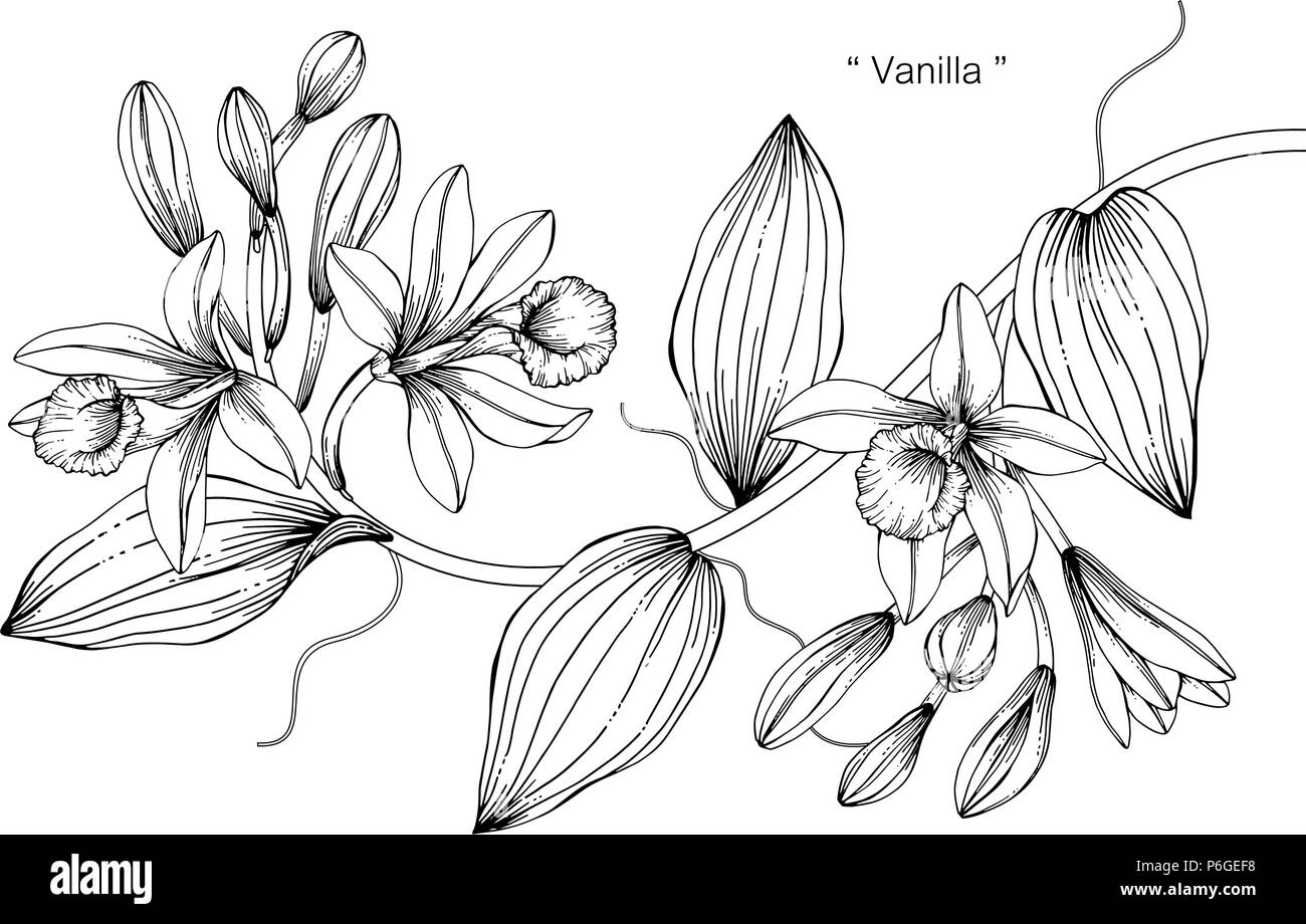 Vanilla flower drawing illustration. Black and white with line art on ...