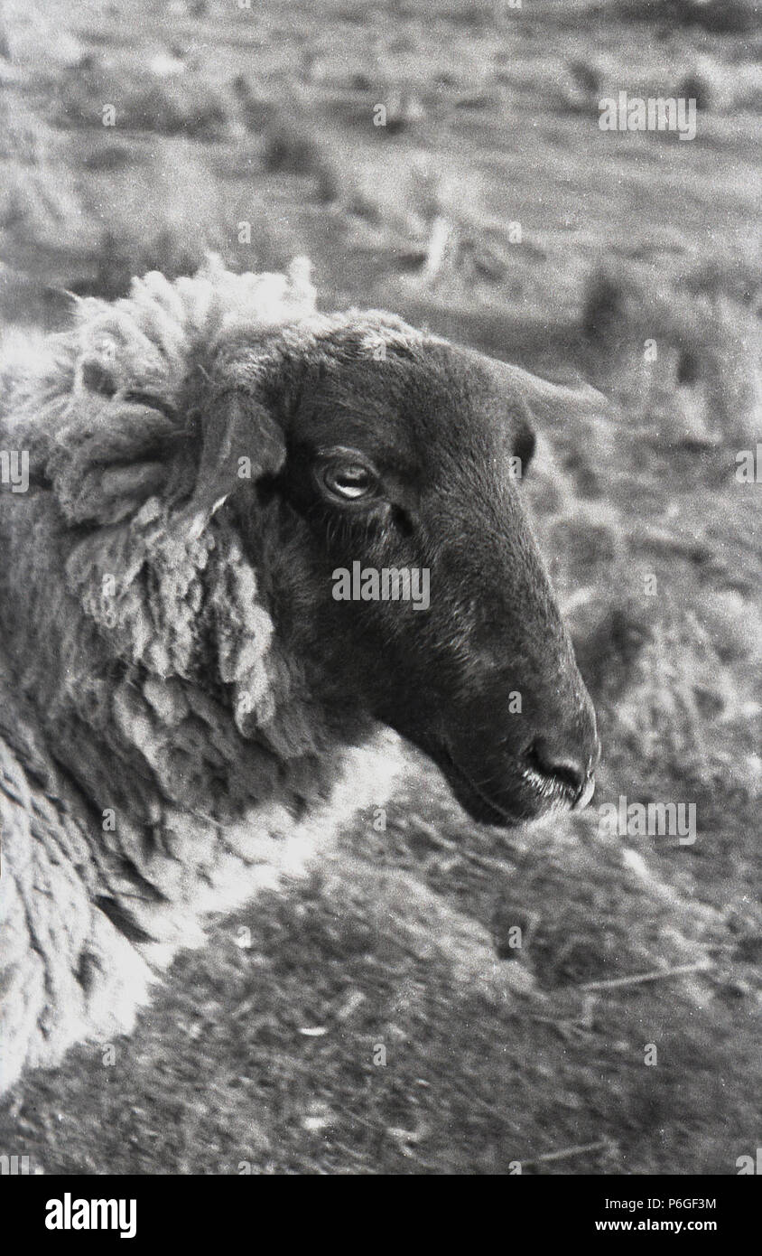 1950s face hi-res stock photography and images - Alamy