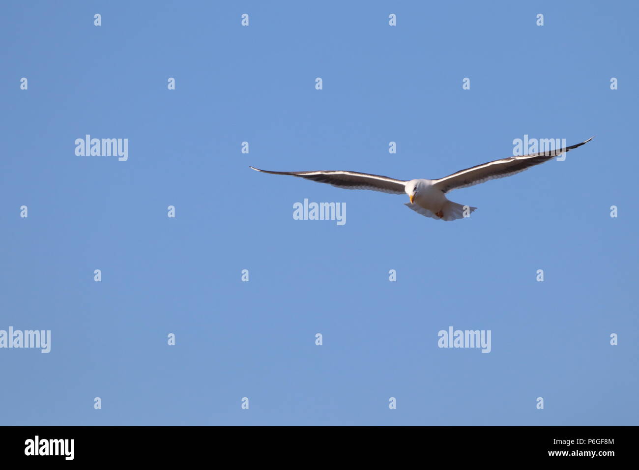 Bird circling overhead hi-res stock photography and images - Alamy