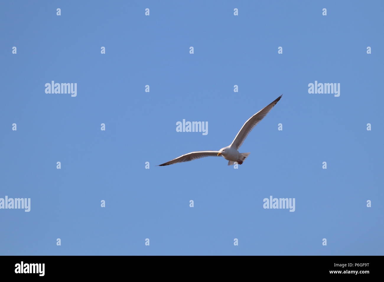Seagull flying overhead hi-res stock photography and images - Alamy
