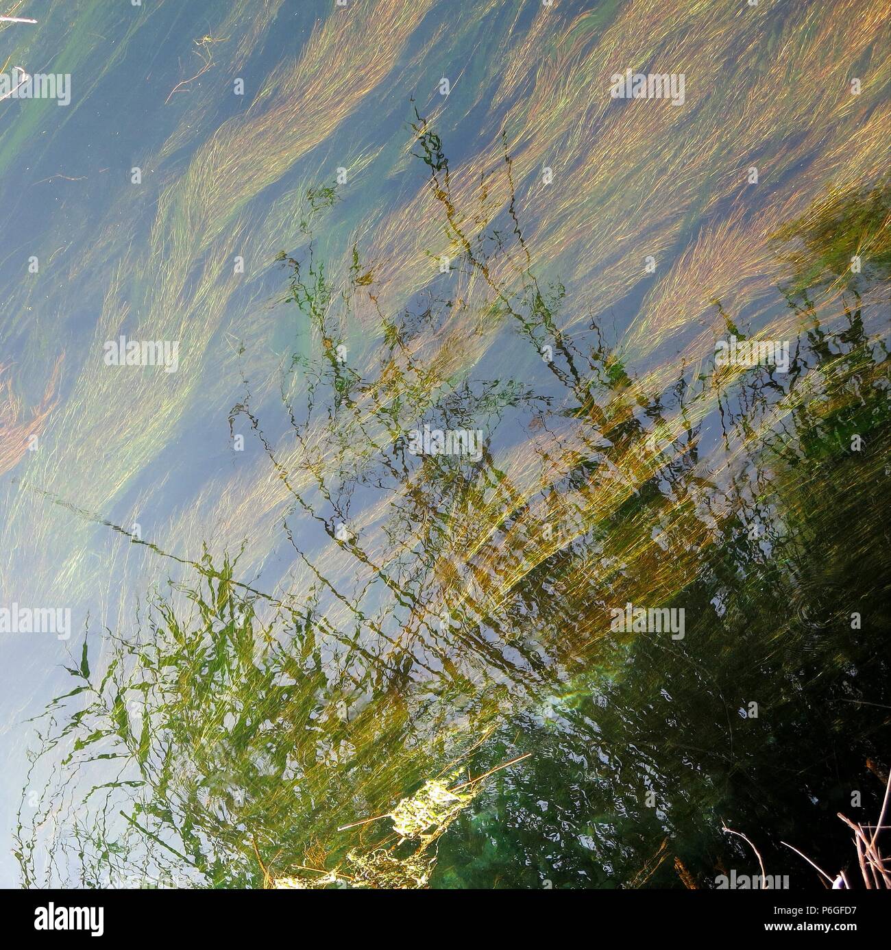 Reeds and algae hi-res stock photography and images - Alamy