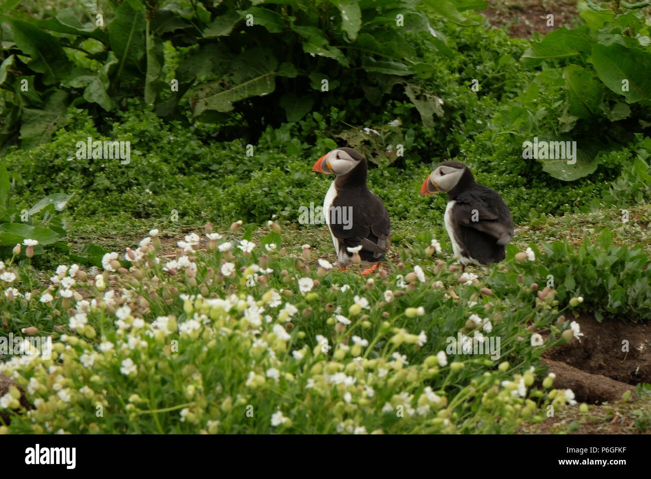 Puffin walking wildlife hi-res stock photography and images - Alamy