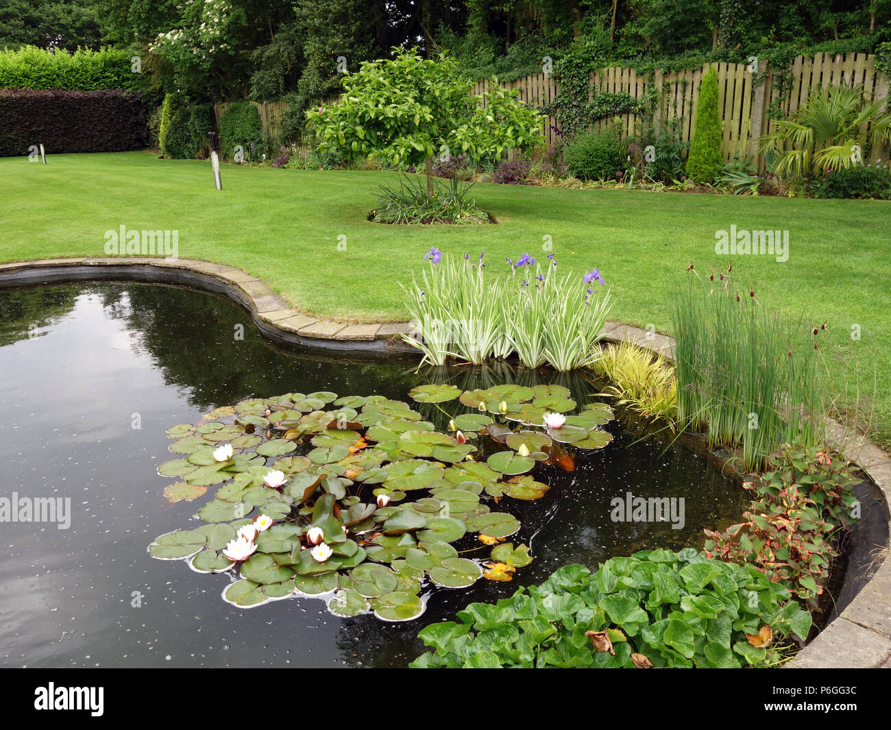 large garden lawn with super pond and fish at a private home Stock ...
