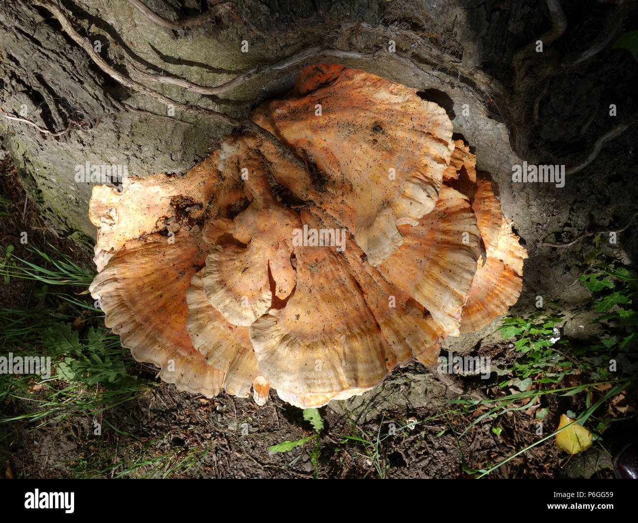About 400 millimeters wide hi-res stock photography and images - Alamy