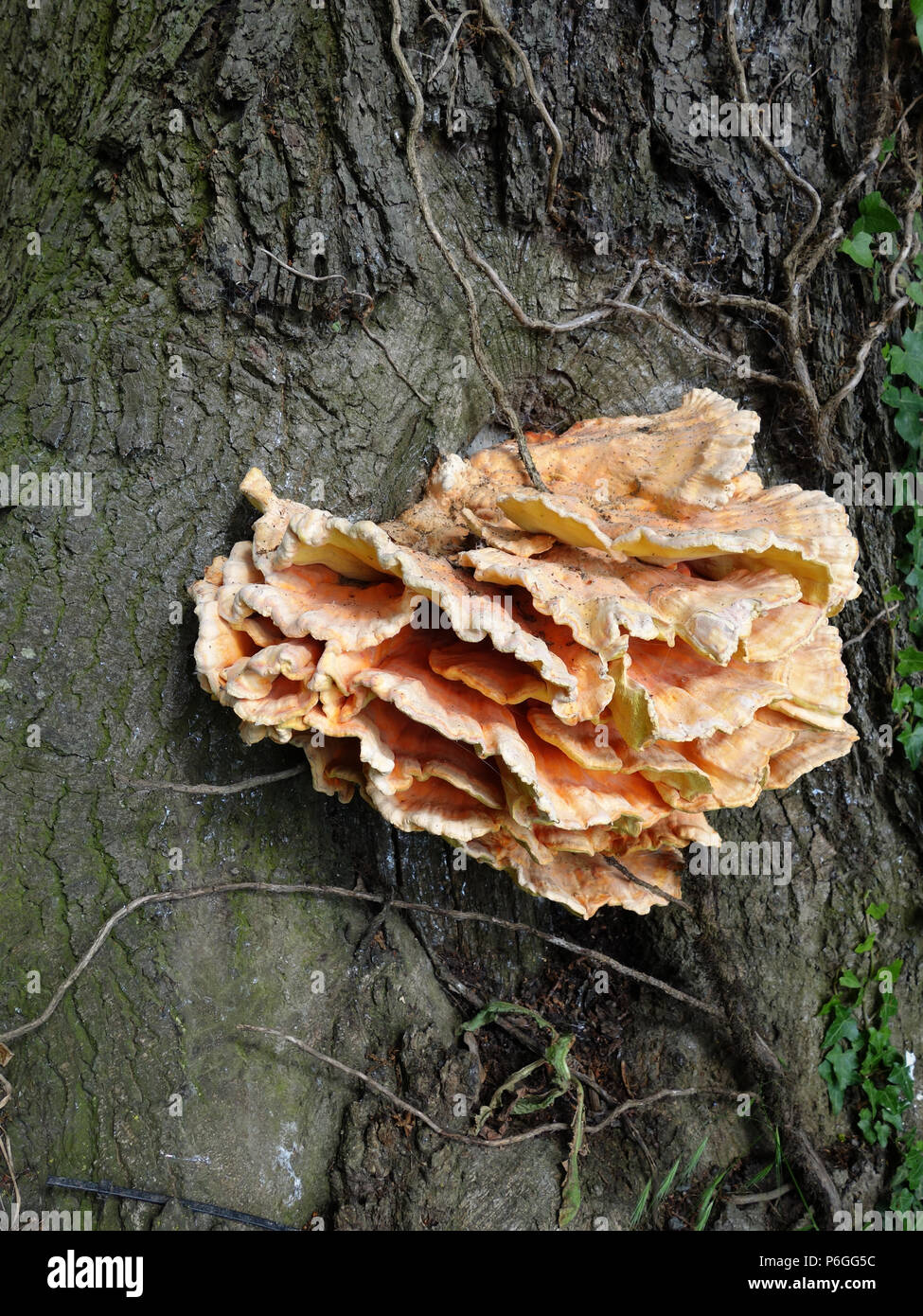 Common tree fungus hi-res stock photography and images - Alamy