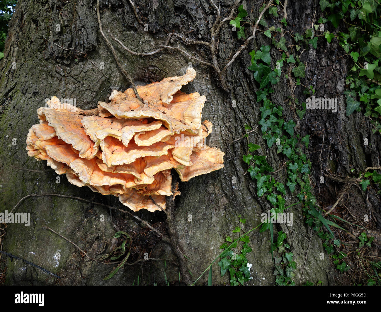 Tree Fungus is a common ailment for trees. Possibly Chicken of the ...
