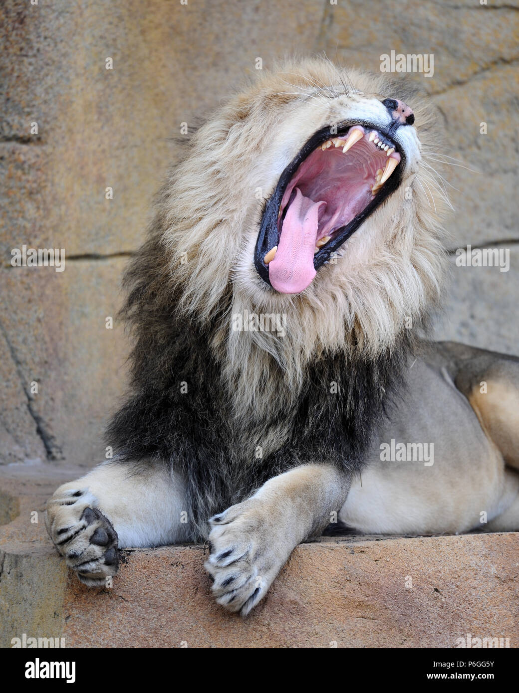 Roaring lion head panthera hi-res stock photography and images - Alamy