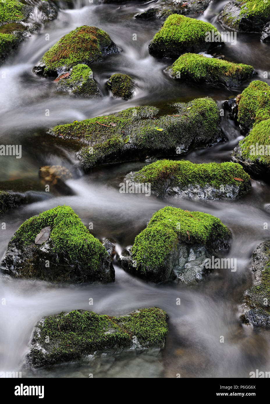 Water flowing around mossy rocks at the Muir Woods National Monument ...