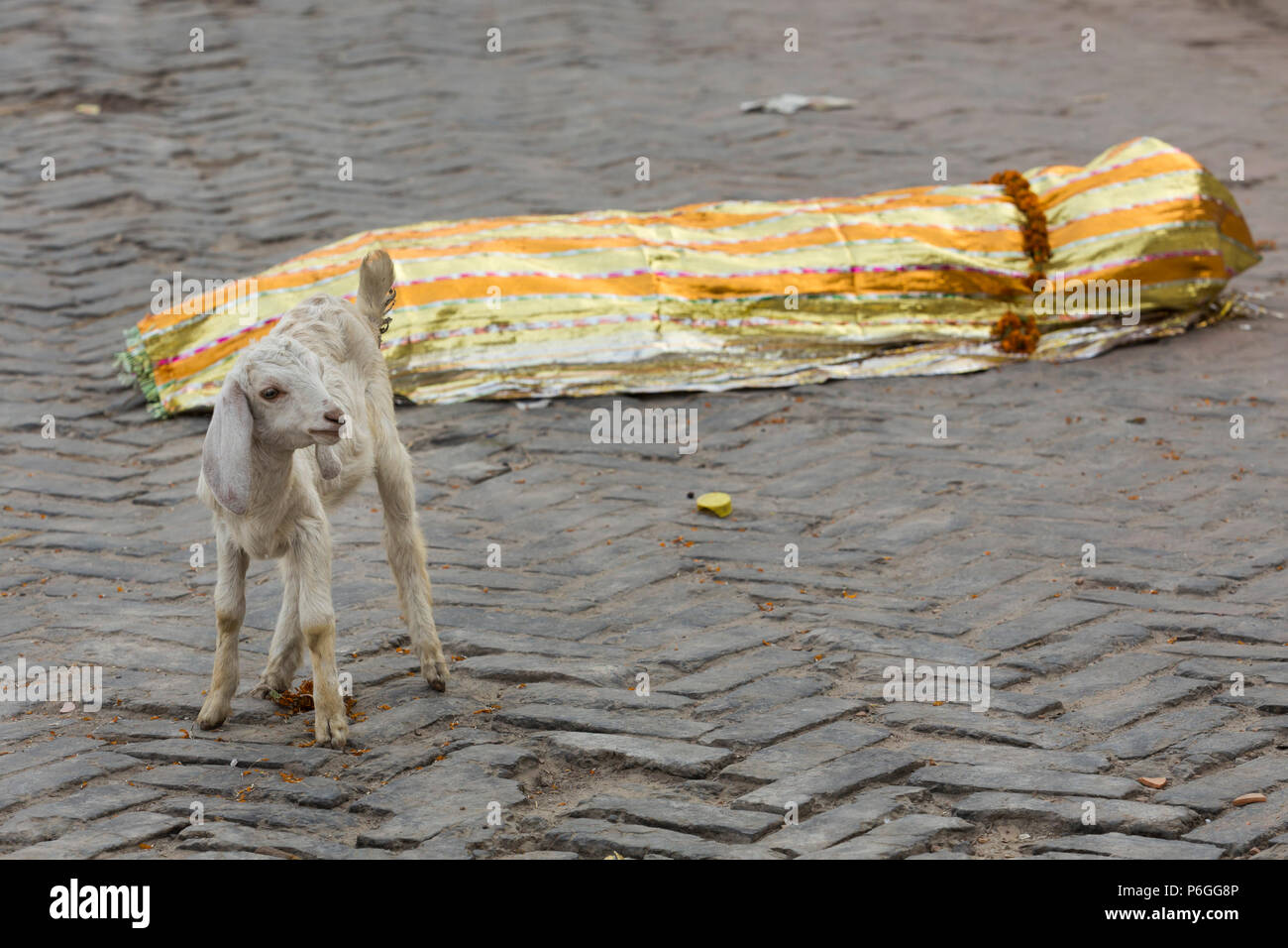 Lamb standing by a corpse ready to be burnt. Varanasi, India Stock ...