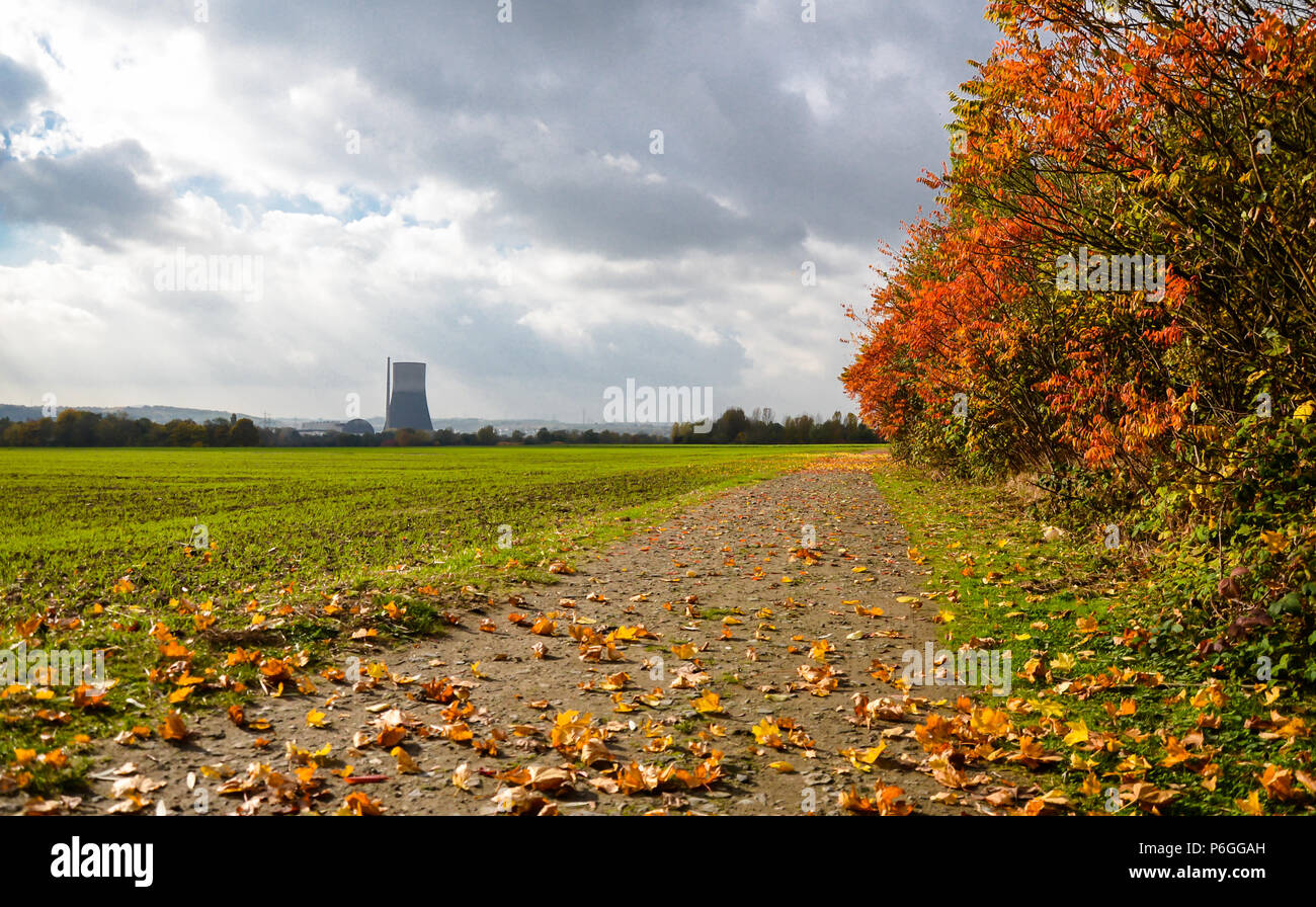 Windy Fall Trees