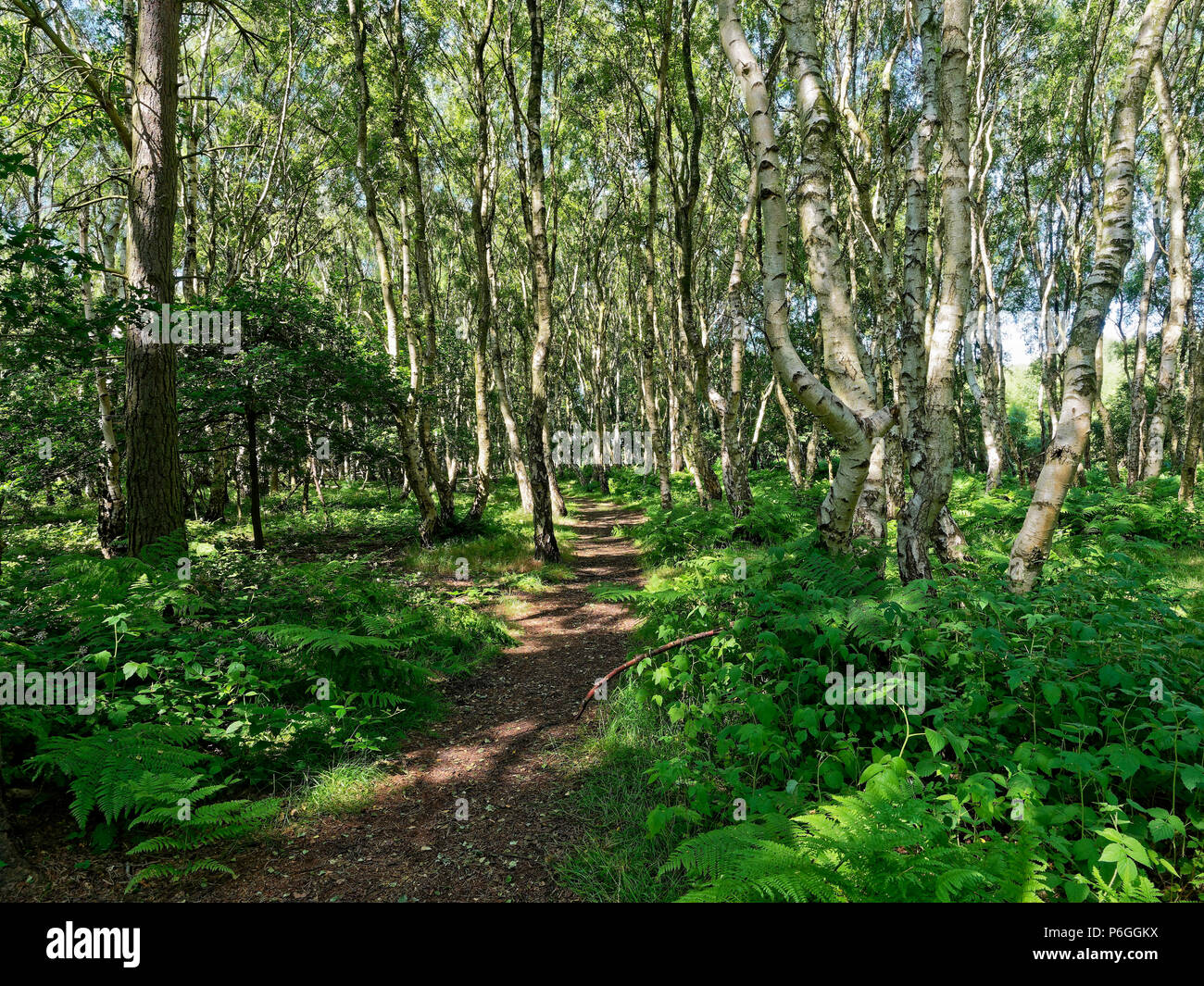 Open woodland glade hi-res stock photography and images - Alamy