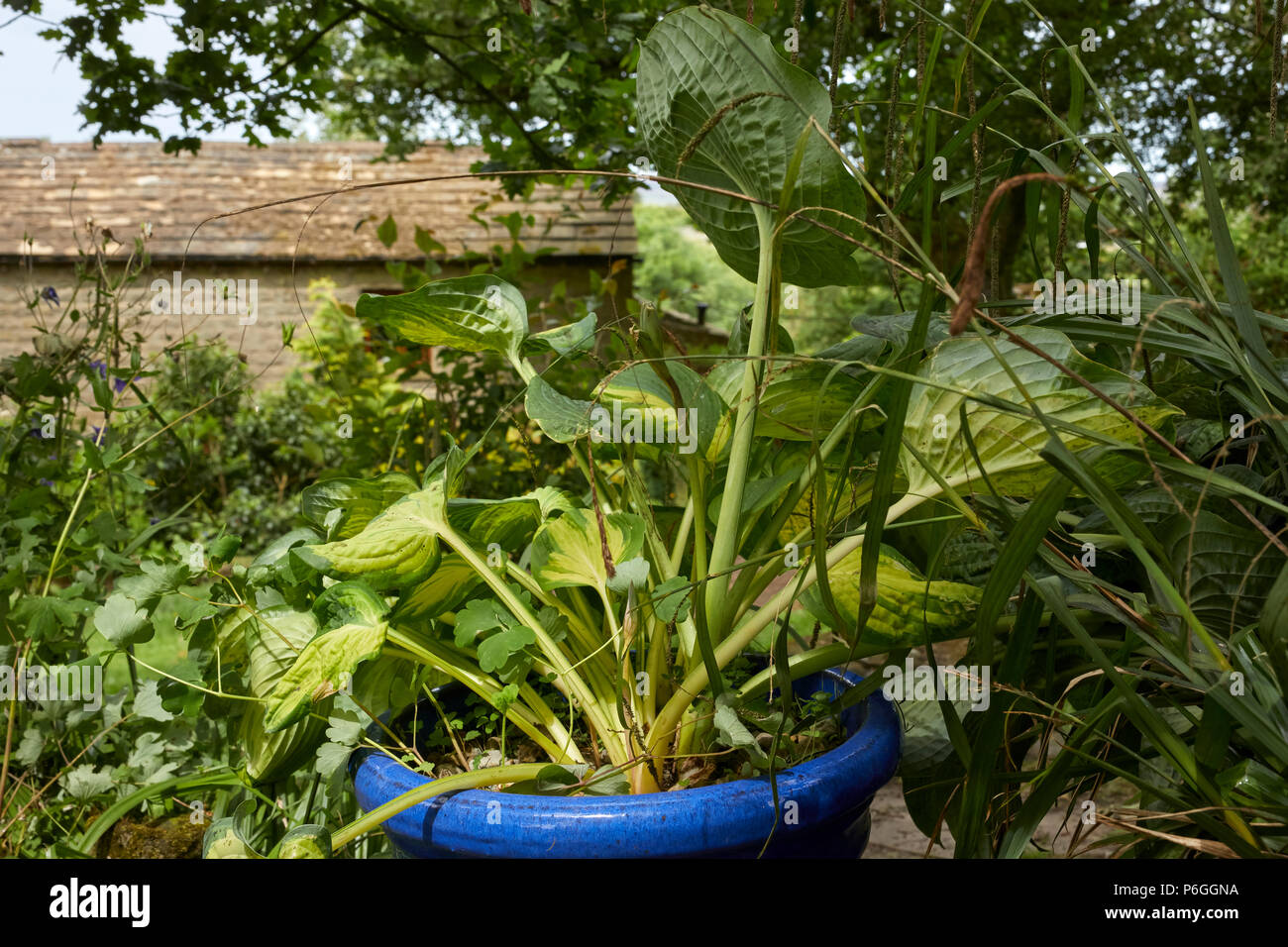 Severe wind damage to Hosta leaves after storm blows through Nidderdale ...