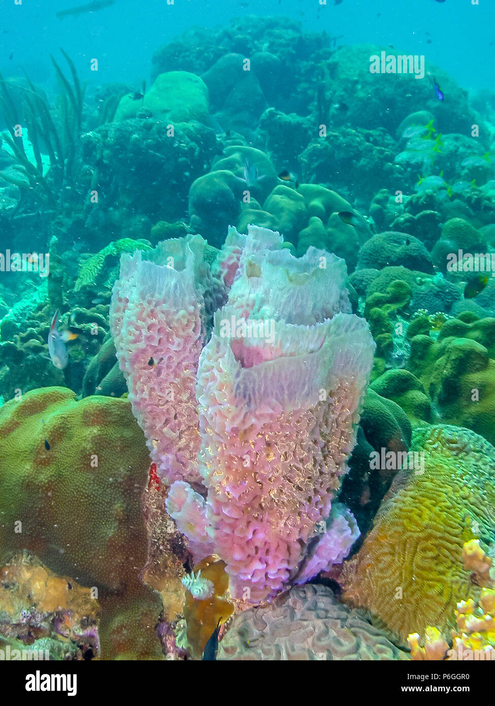 Callyspongia plicifera, the azure vase sponge, is a species of ...