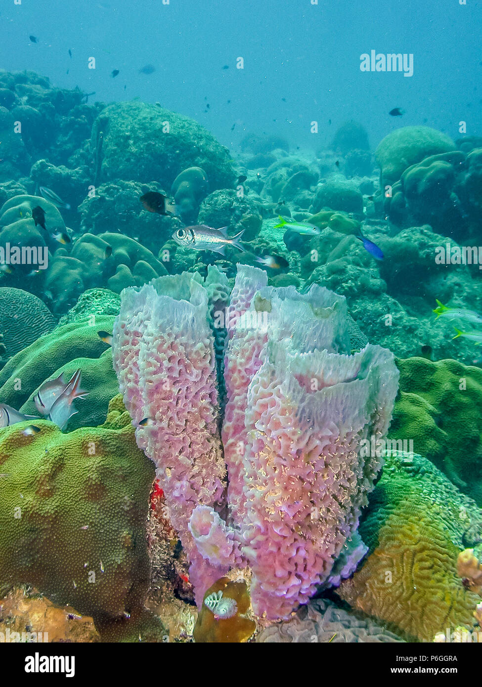 Callyspongia plicifera, the azure vase sponge, is a species of ...