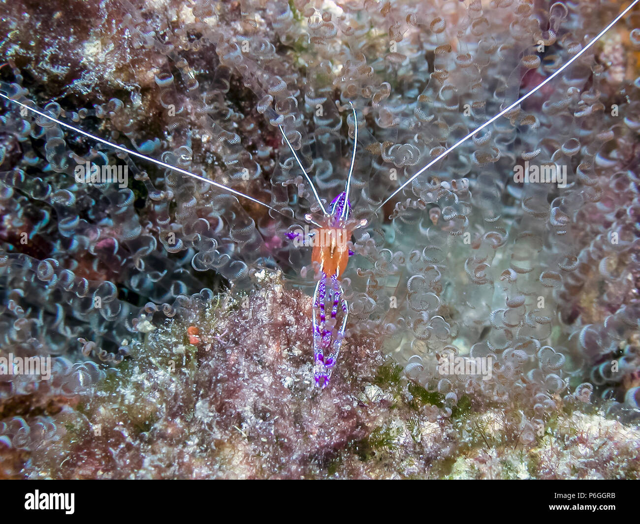 Ancylomenes pedersoni,Pederson's shrimp, is a species of cleaner shrimp ...