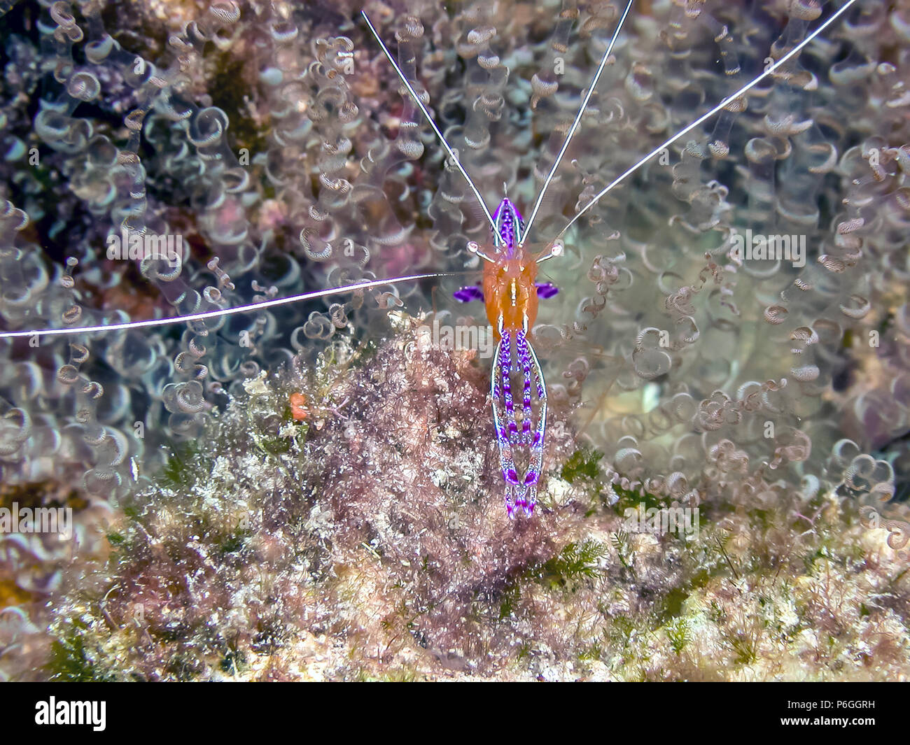 Ancylomenes pedersoni,Pederson's shrimp, is a species of cleaner shrimp ...