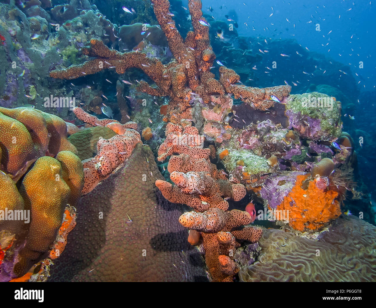 Volcano sponge hi-res stock photography and images - Alamy
