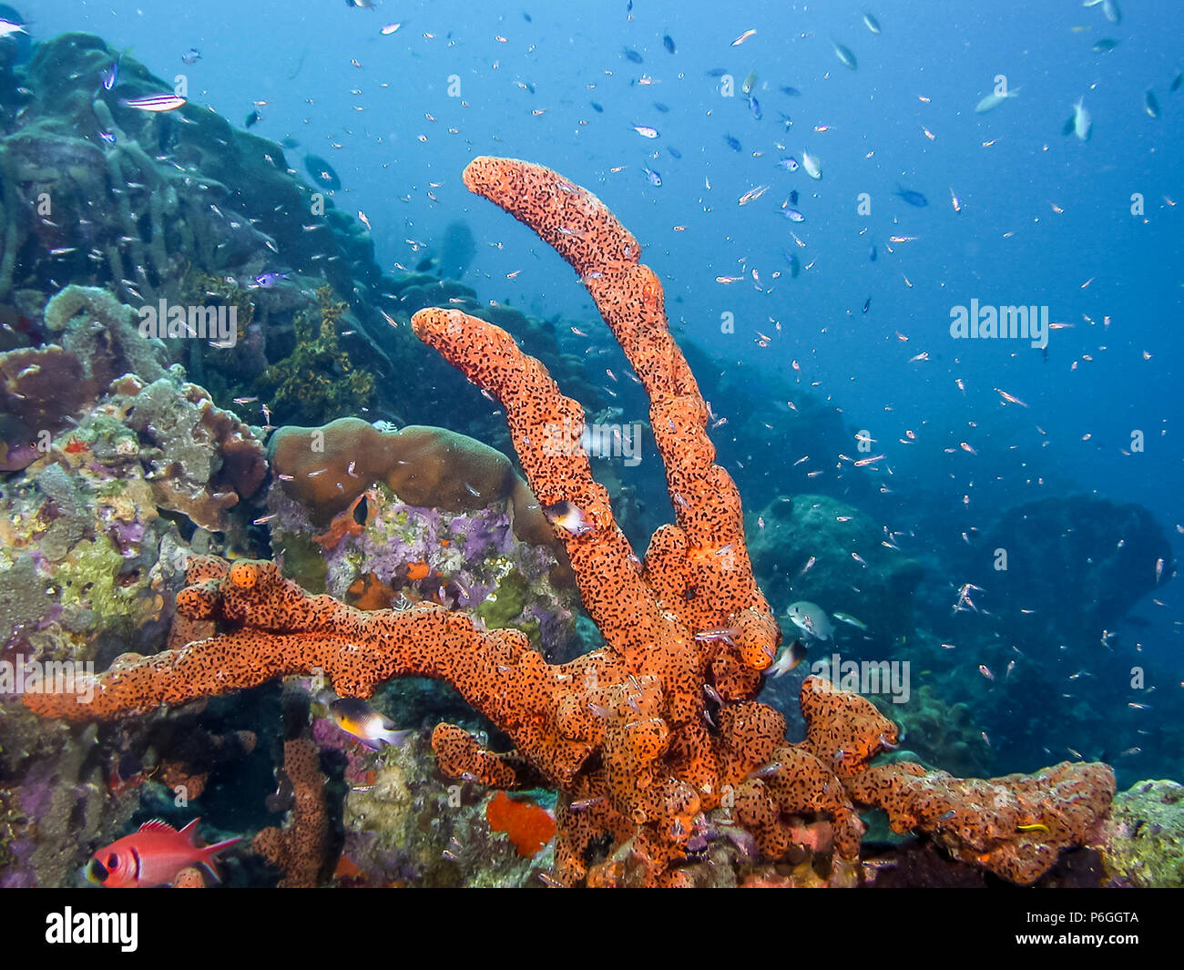 Volcano sponge hi-res stock photography and images - Alamy