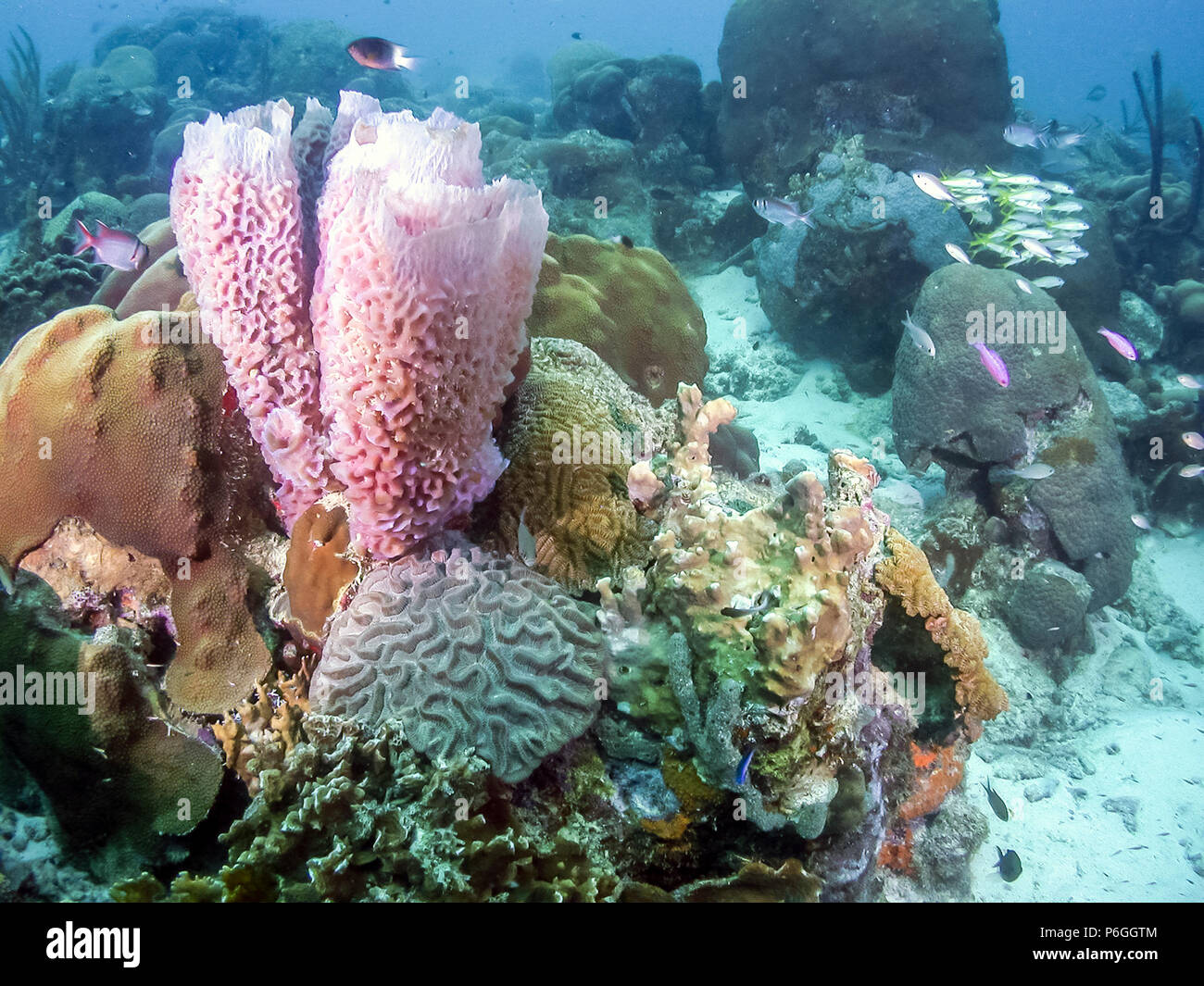 Callyspongia plicifera, the azure vase sponge, is a species of ...