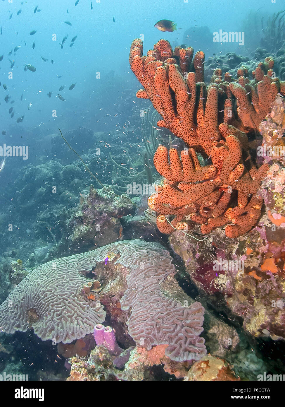 Volcano sponge hi-res stock photography and images - Alamy