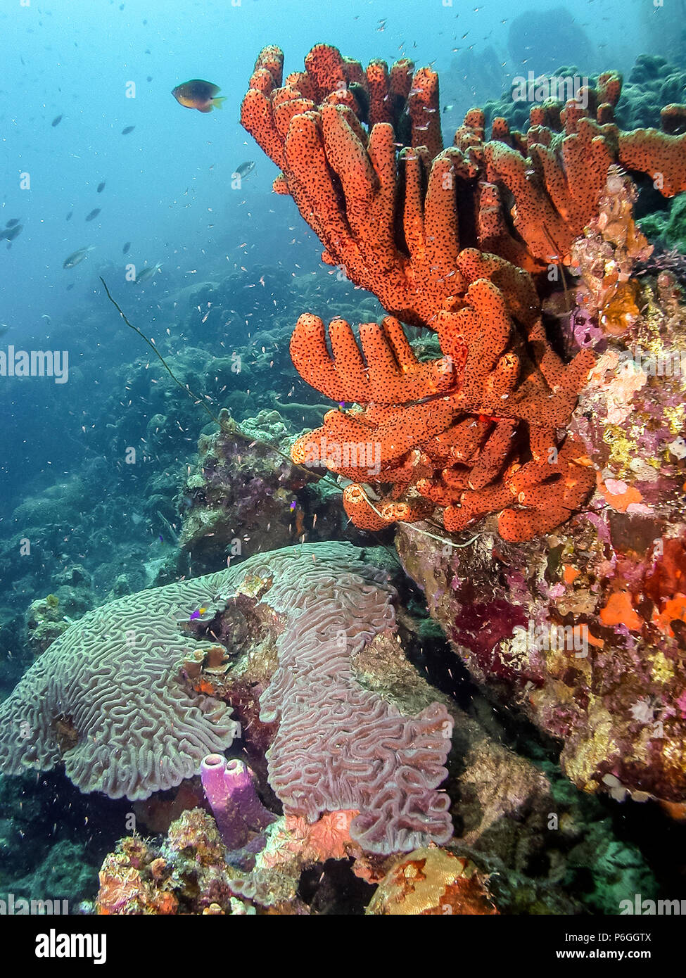Coral reef in Carbiiean Sea with brown volcano sponge Stock Photo - Alamy