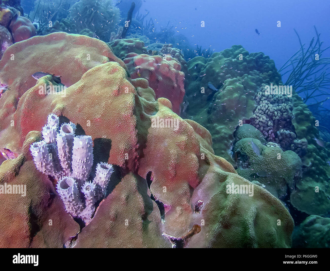 Callyspongia vaginalis, known as the branching vase sponge is a ...