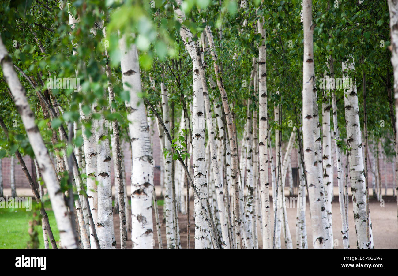 Silver birch trees on Southbank, outside of the Tate Modern, London ...