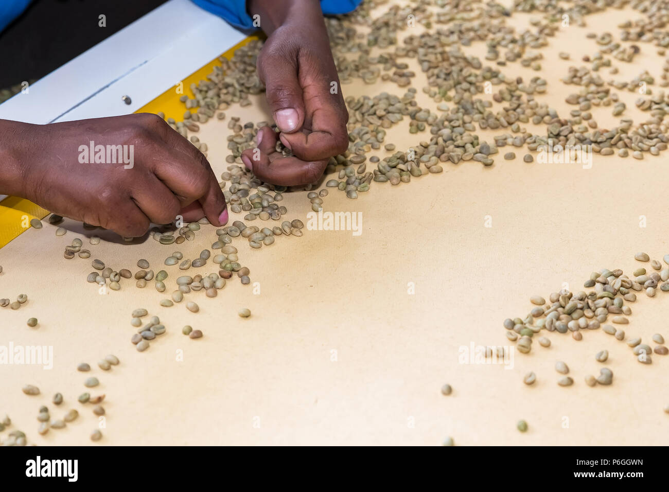 Hands sorting coffee beans hi-res stock photography and images - Alamy