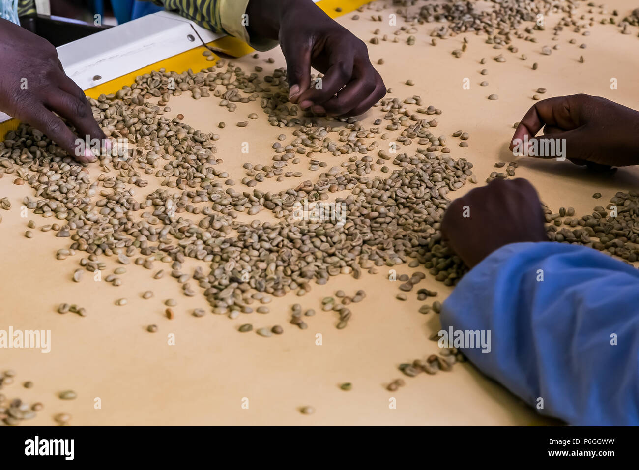 Hands sorting coffee beans hi-res stock photography and images - Alamy