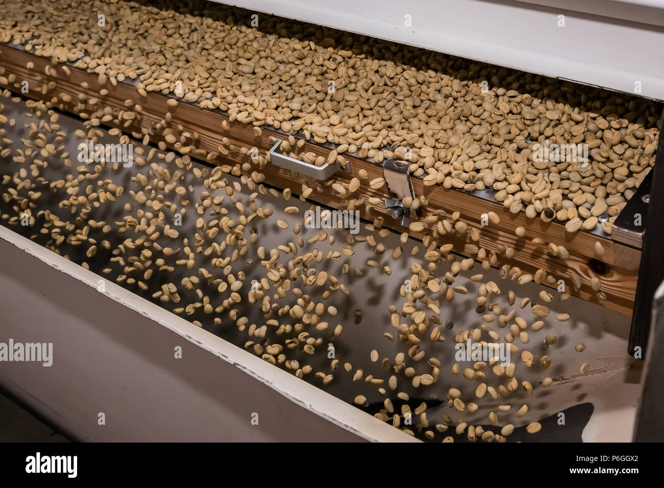 Mechanised Coffee bean processing, Raw Coffee Bean sorting and ...