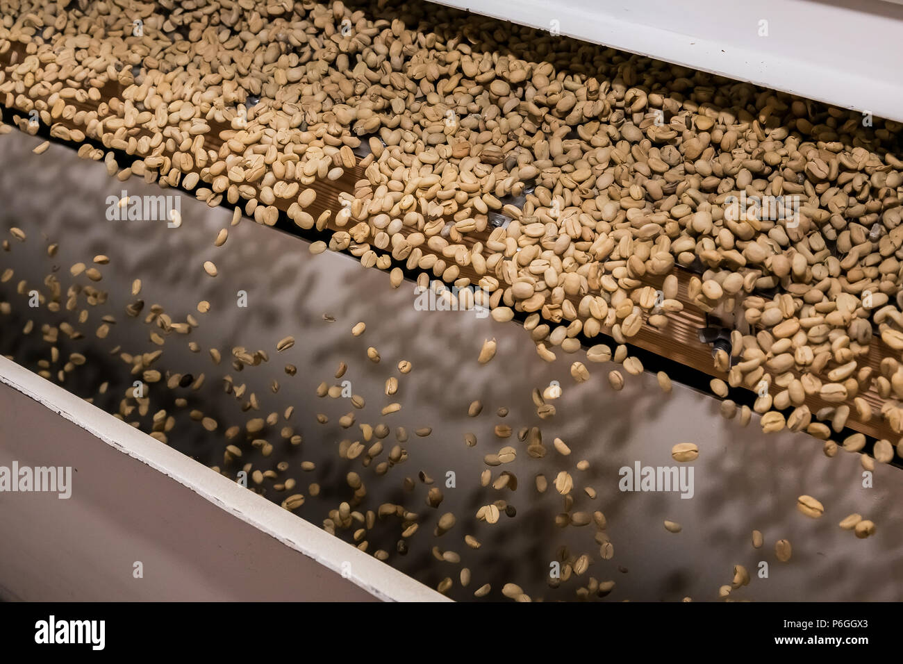 Mechanised Coffee bean processing, Raw Coffee Bean sorting and ...