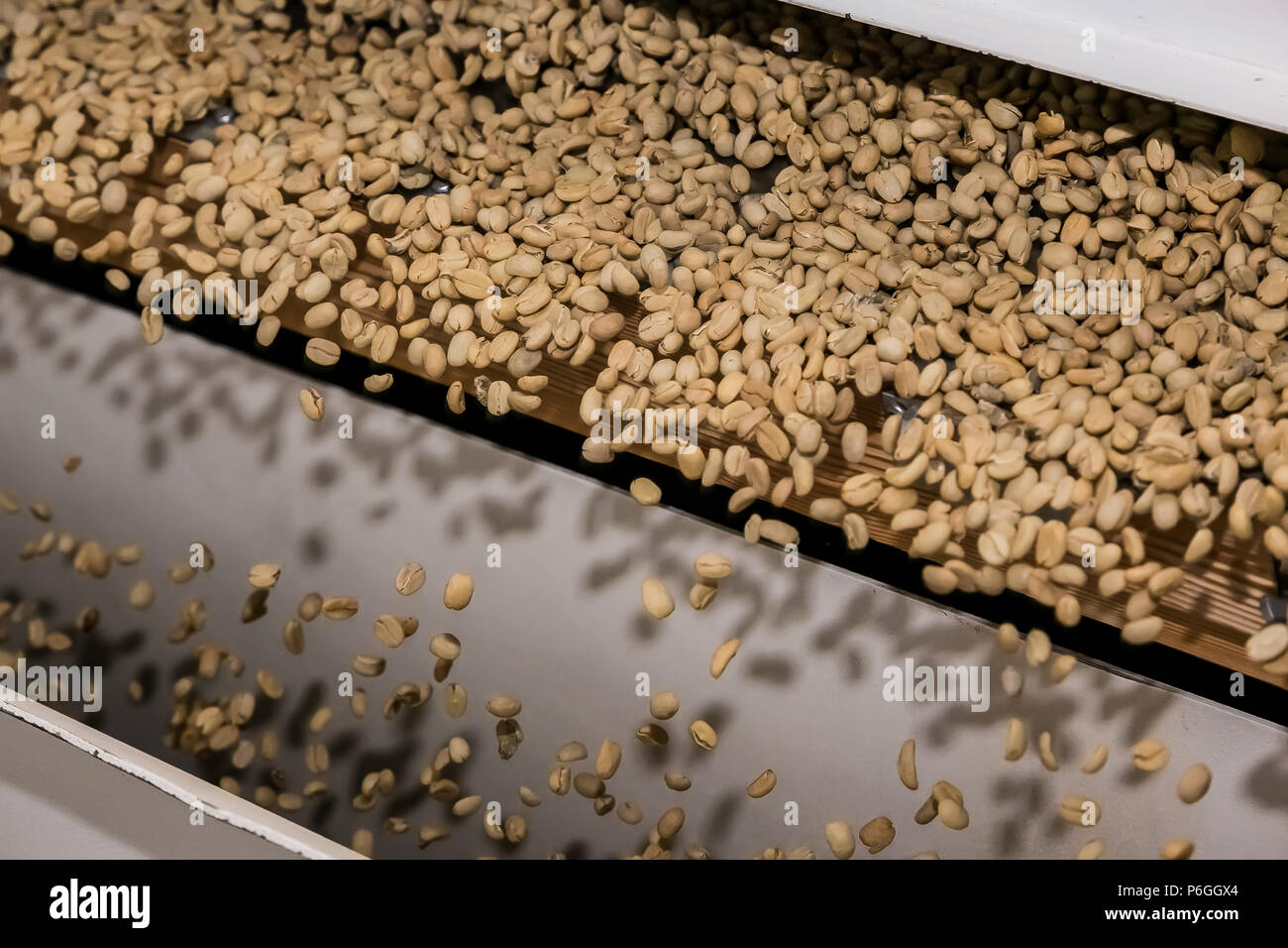Mechanised Coffee bean processing, Raw Coffee Bean sorting and ...